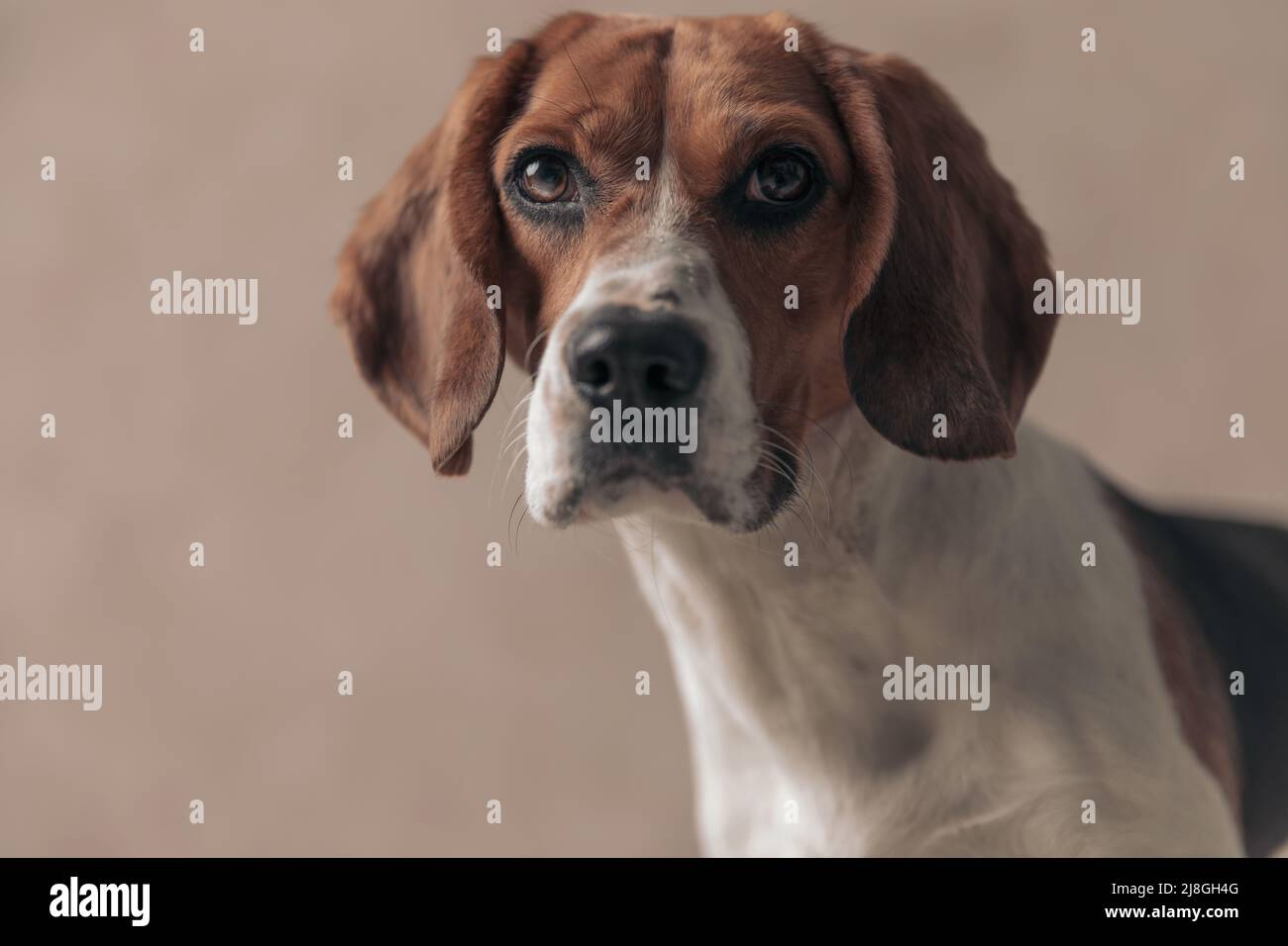 closeup on a cute beagle dog with fawn and white fur looking at the ...