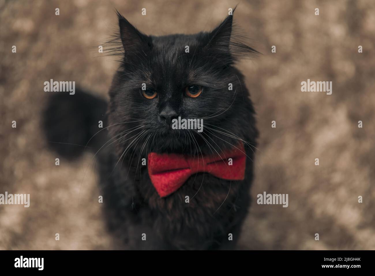 close up picture on a metis cat with black fur feeling moody and ...