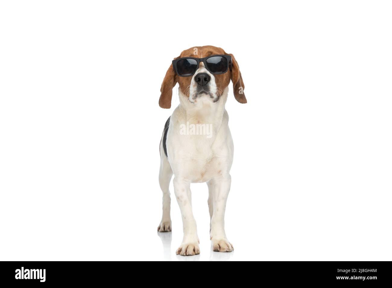 cool beagle dog showing us who's the boss with his new sunglasses ...