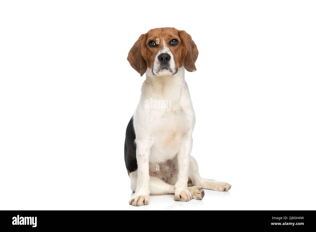 adorable beagle dog just sitting and analysing the photographer ...