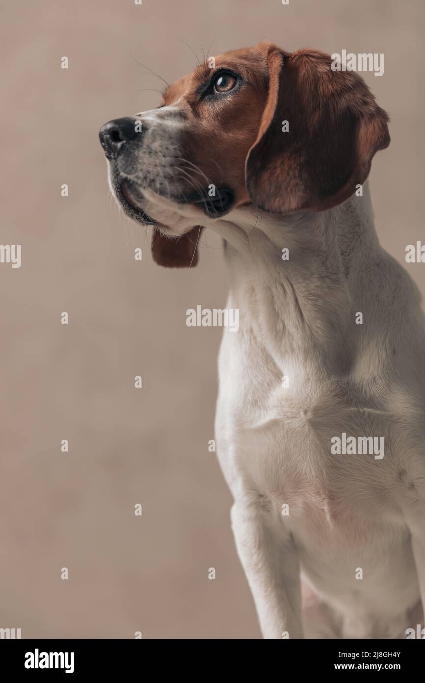 portrait of a beautiful beagle dog looking away and dreaming about ...