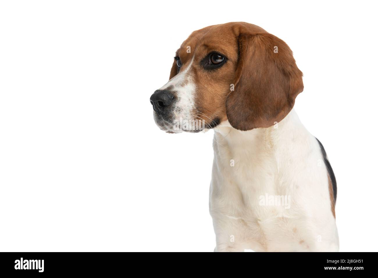 Standing Beagle Puppy Profile
