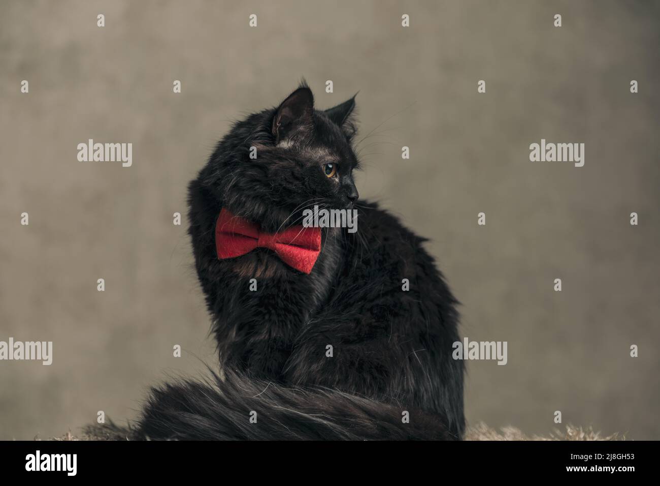 adorable metis cat with black fur is looking to side and wearing a red ...