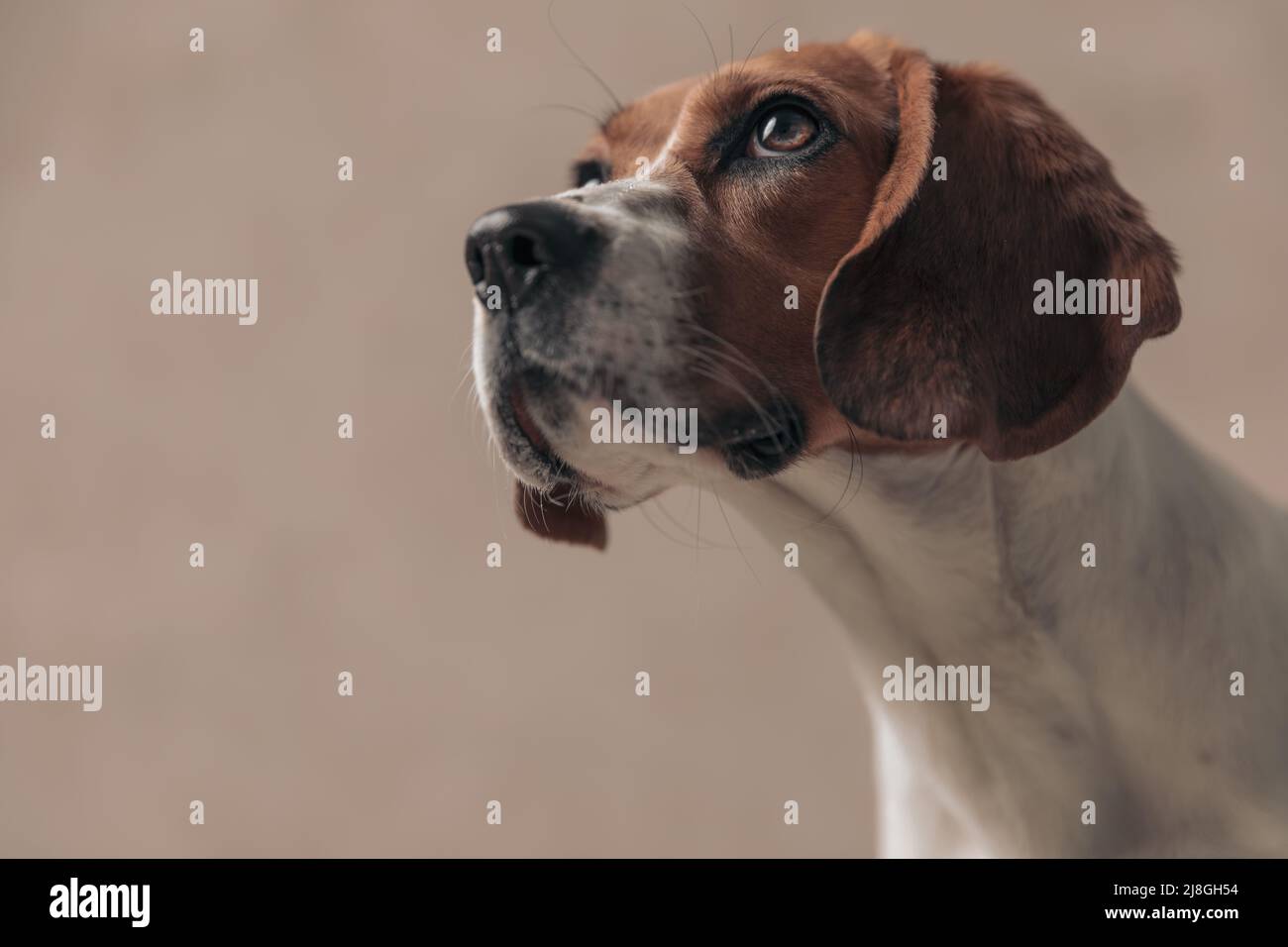 side view of a cute beagle dog looking up with big shiny eyes and ...