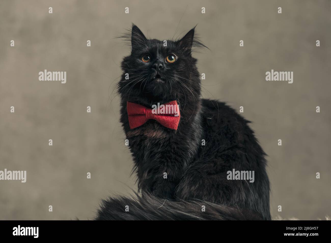 Adorable small metis cat black hi-res stock photography and images - Alamy