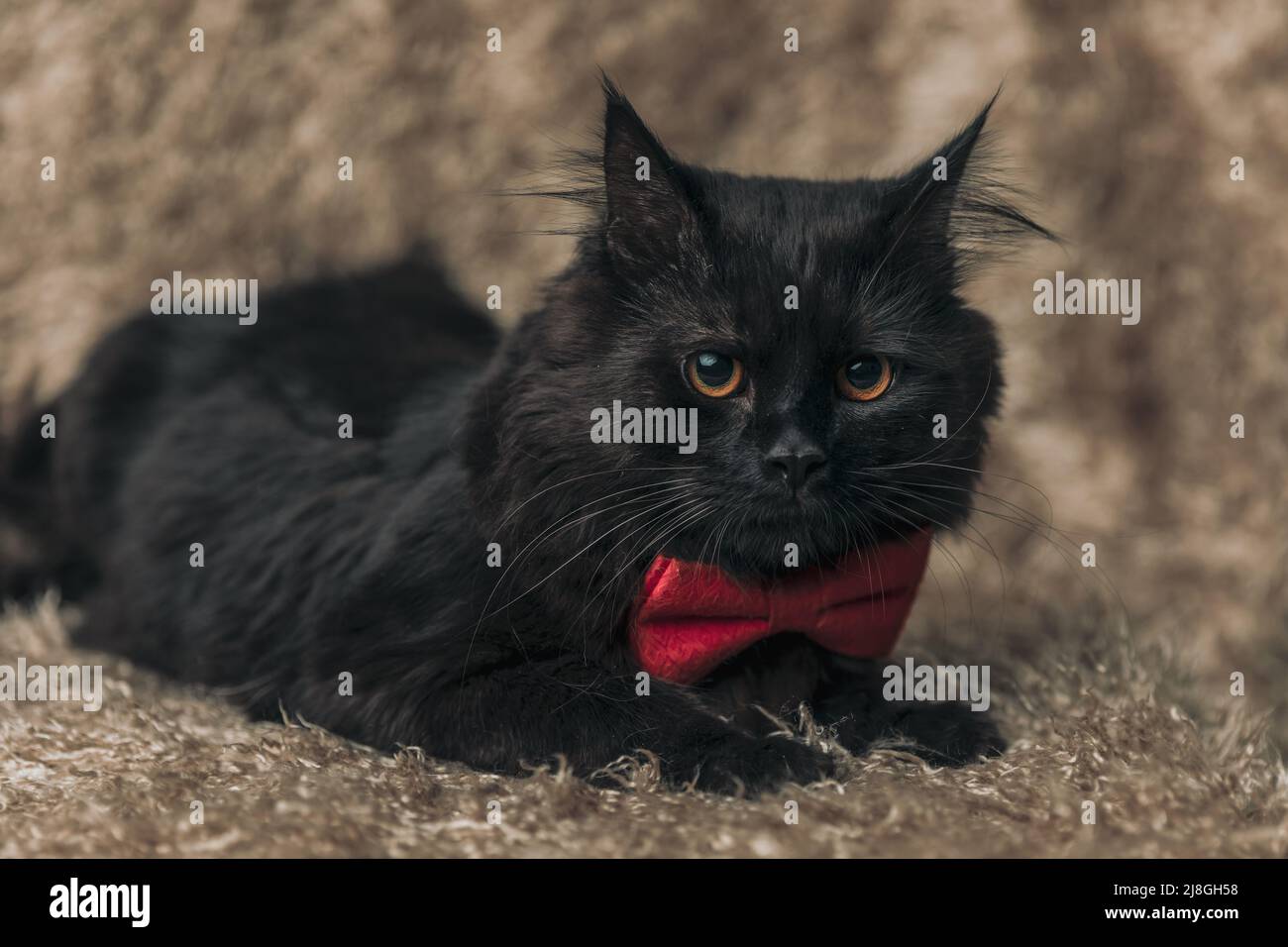 beautiful metis cat with black fur is laying down on a rug and wearing ...