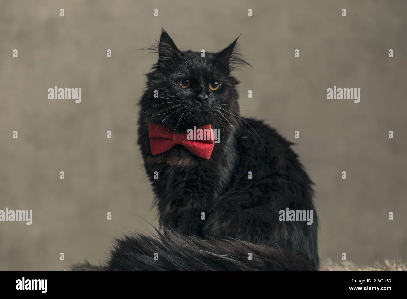 cute metis cat with black fur is looking away, wearing a red bowtie at ...