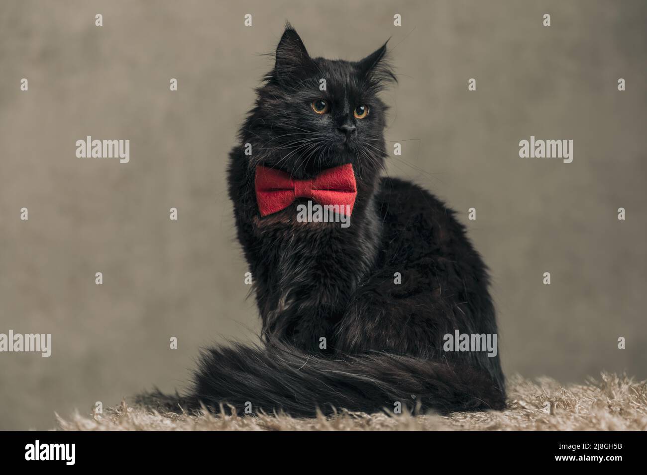 elegant metis cat with black fur is wearing a red bowtie at neck and ...