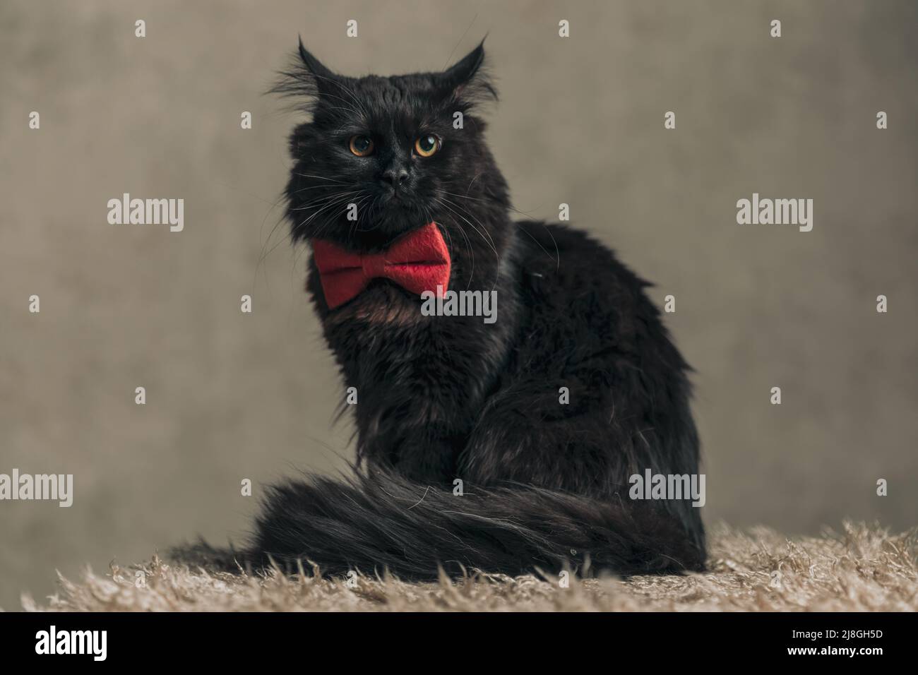 beautiful metis cat with black fur is looking away and wearing a red ...