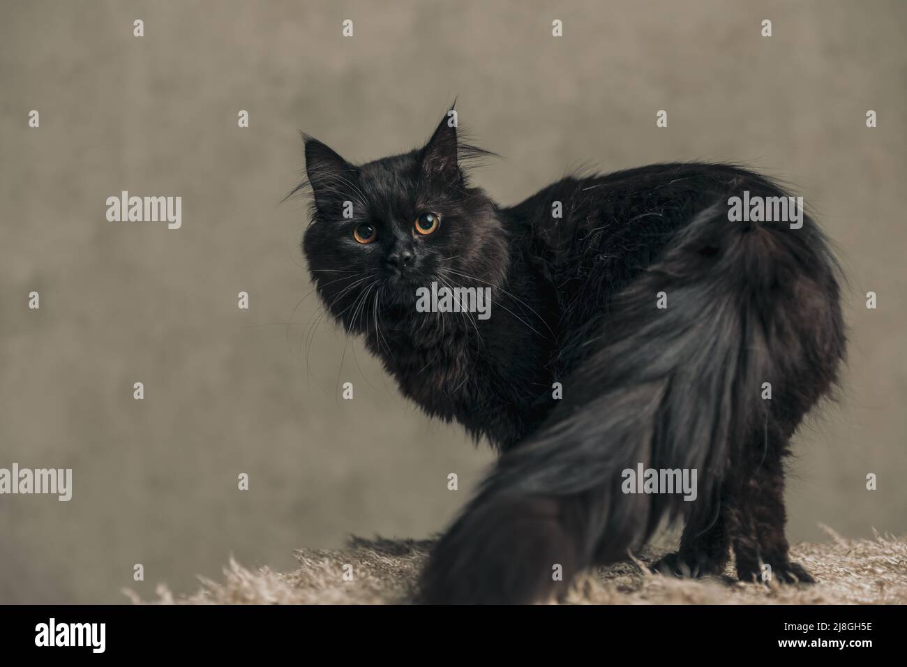 beautiful metis cat with black fur is looking behind her in an artistic ...