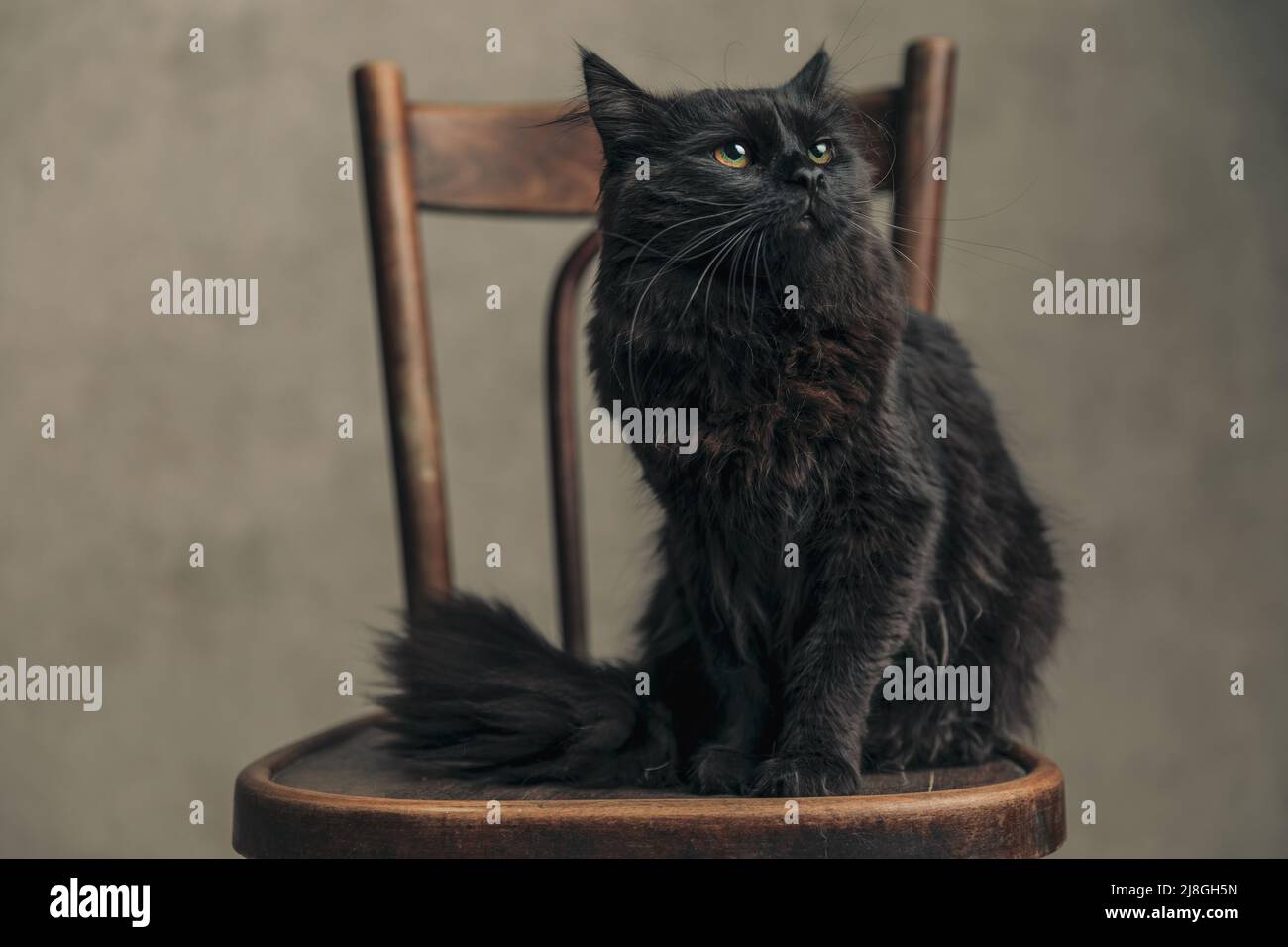 metis cat with black fur is a little bit arrogant and sitting on a ...