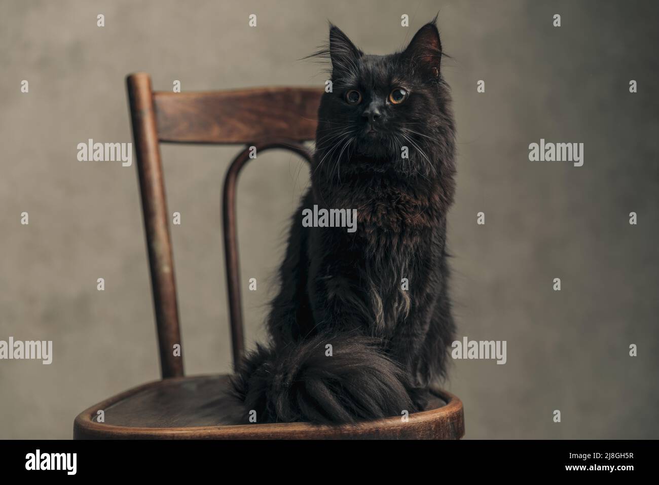 adorable metis cat with black fur is shocked of what she just saw ...