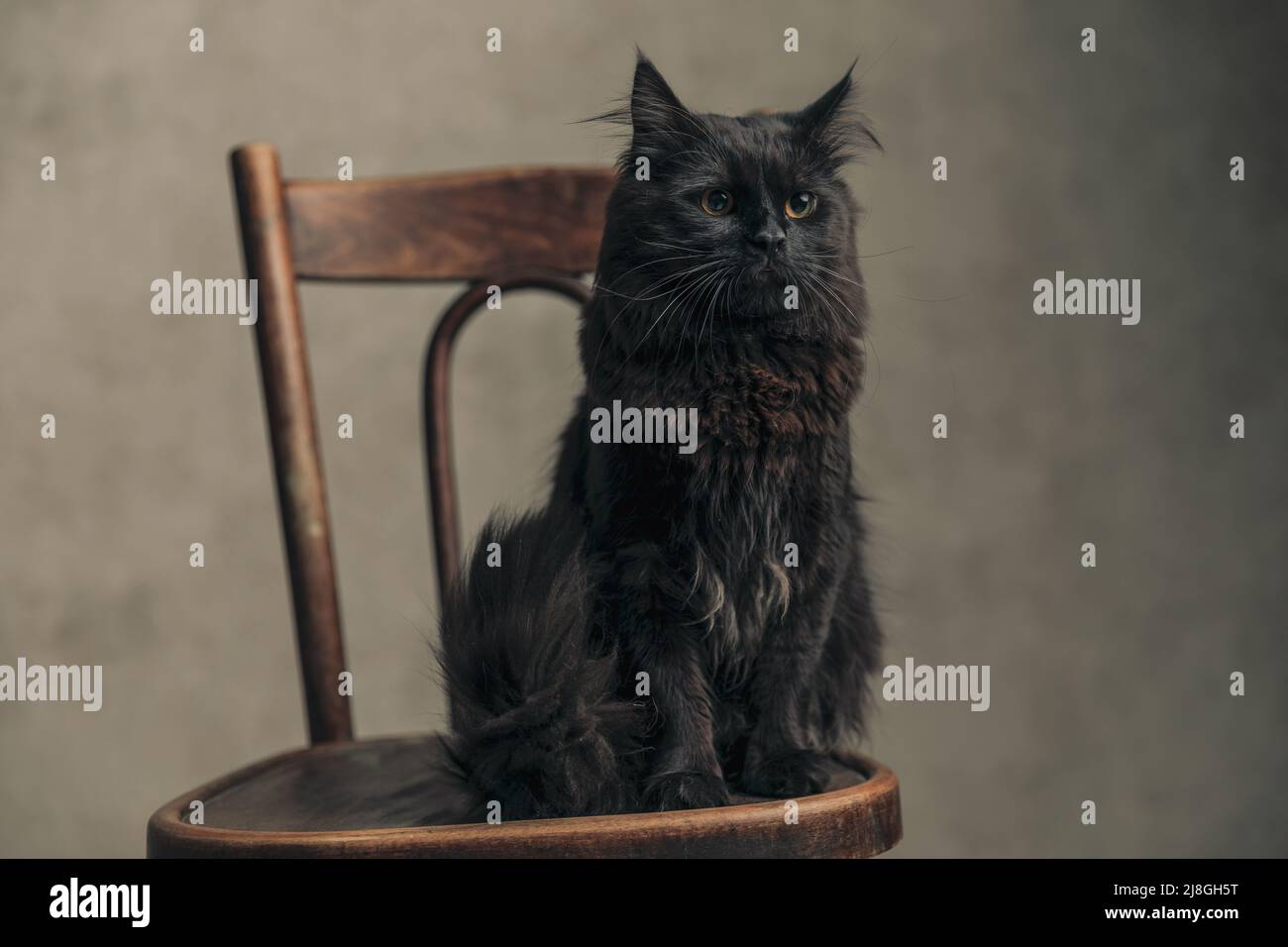 cute metis cat with black fur is serious when looking away and sitting ...