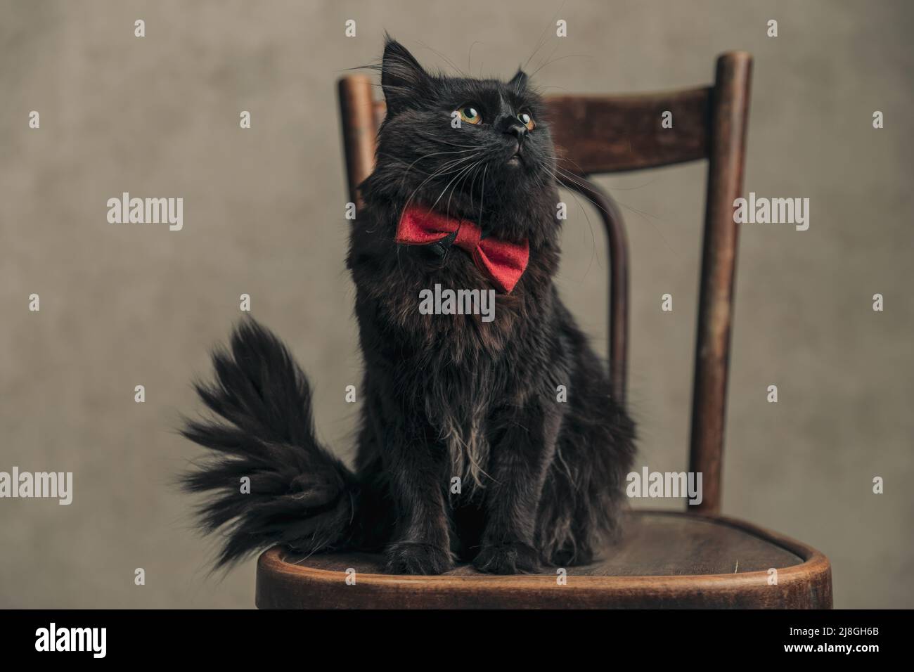 cute metis cat with black fur is looking up with humble eyes and ...