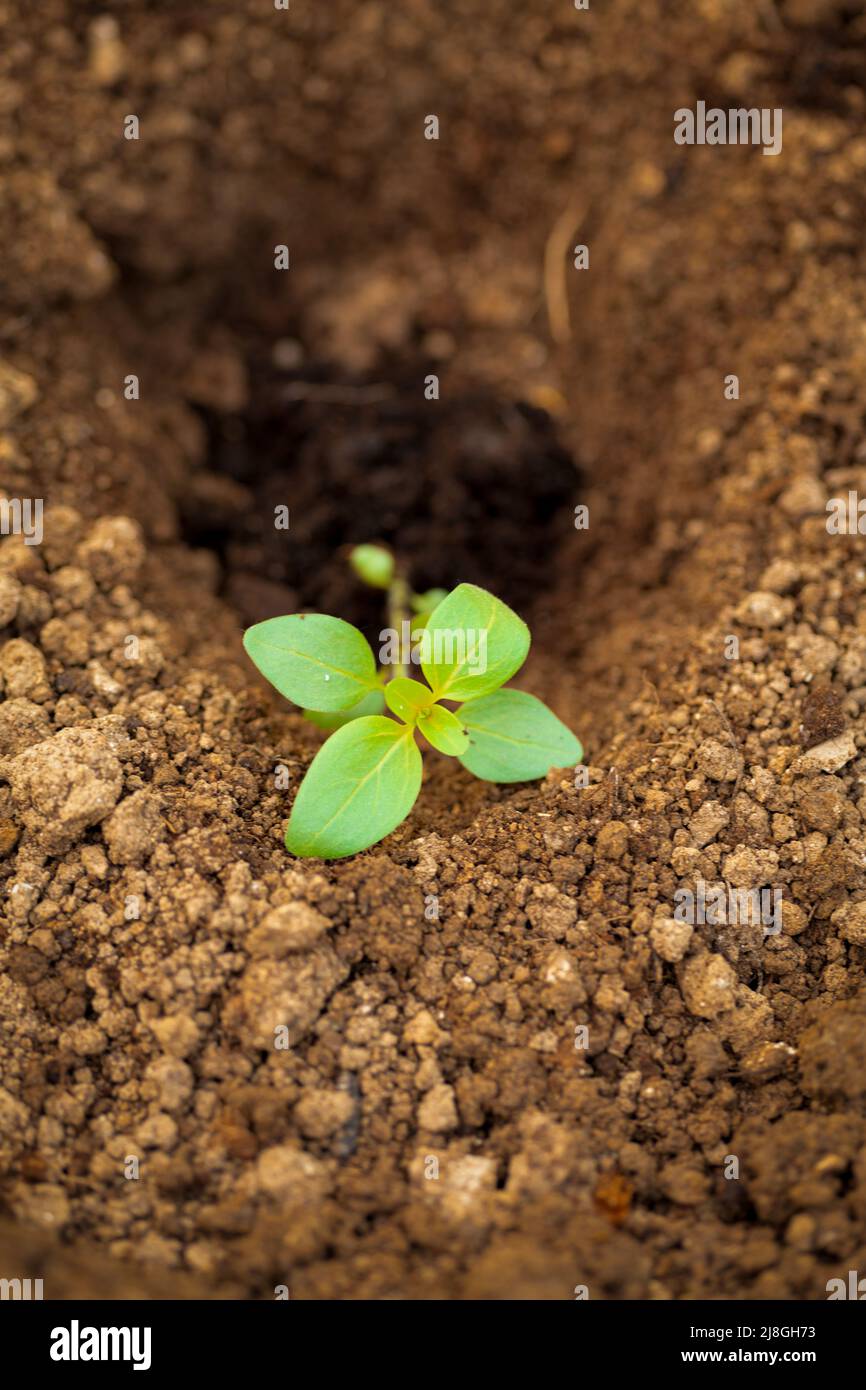 Snapdragon Seedlings