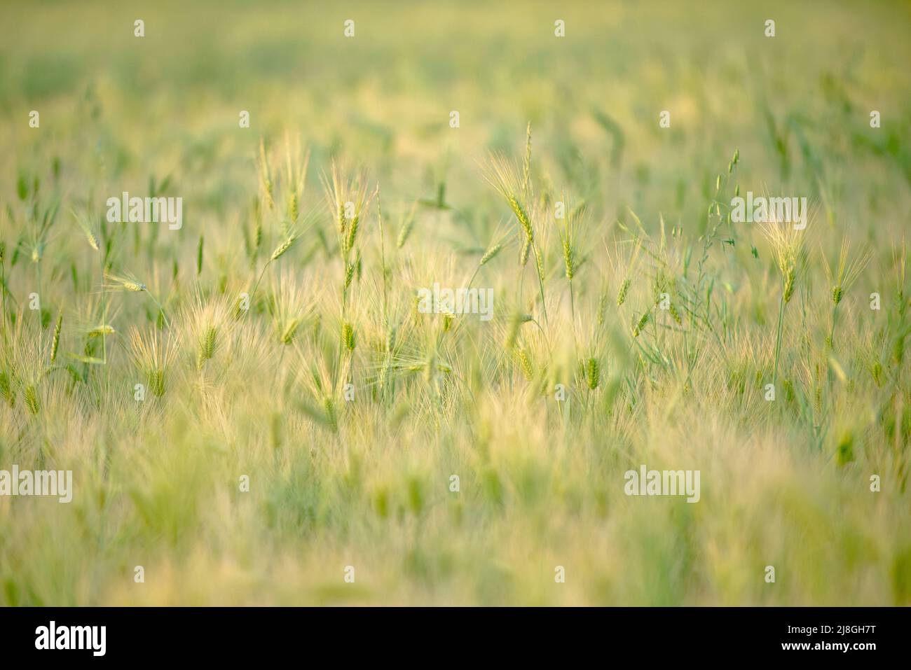 The beautiful green barley field in the early morning Stock Photo - Alamy