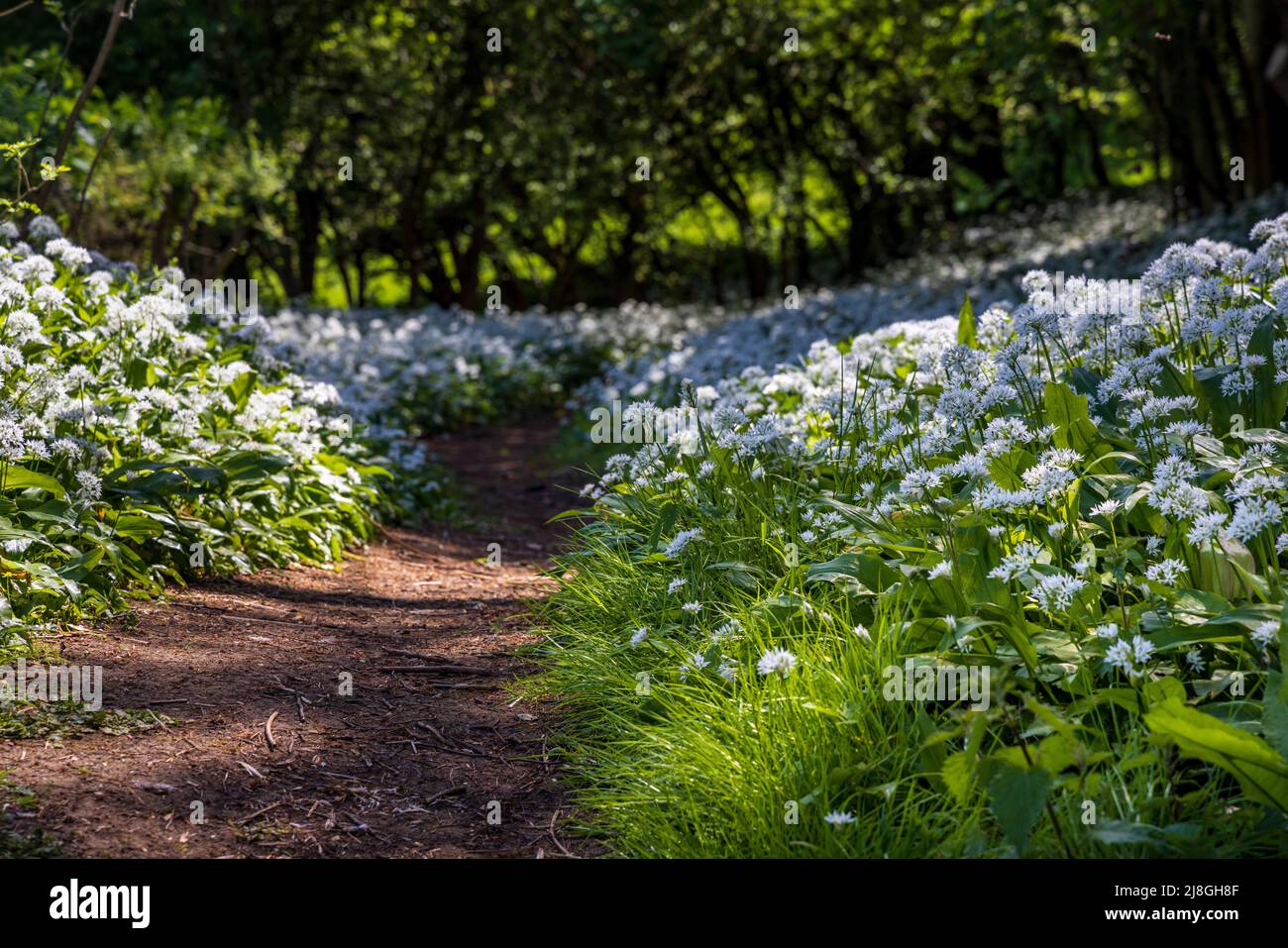 Wild Garlic growing in dappled shade in a Cotswold wood ...