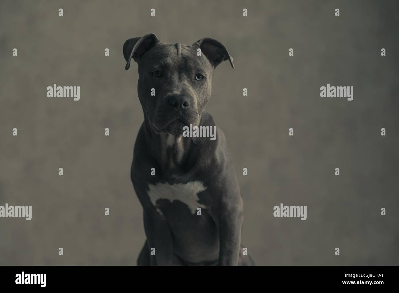 beautiful American Staffordshire Terrier dog is looking at the camera ...