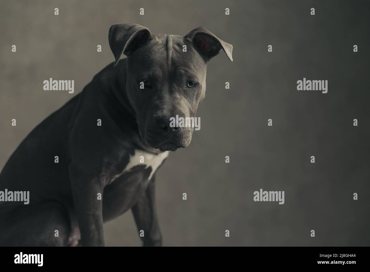 small American Staffordshire Terrier dog is looking down, feeling upset ...