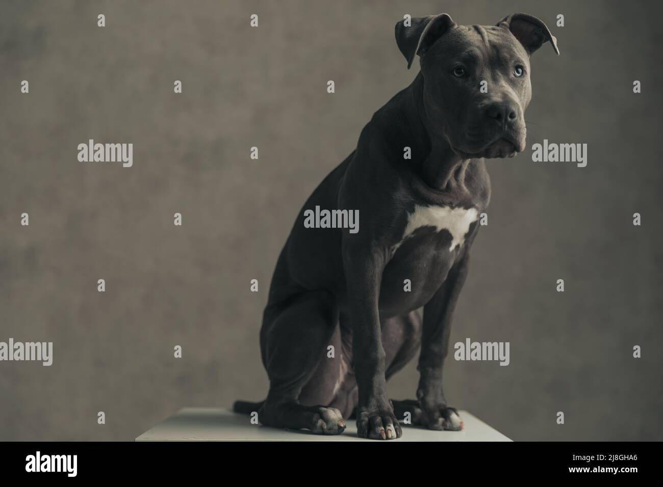 sweet American Staffordshire Terrier dog is looking away, dreaming ...