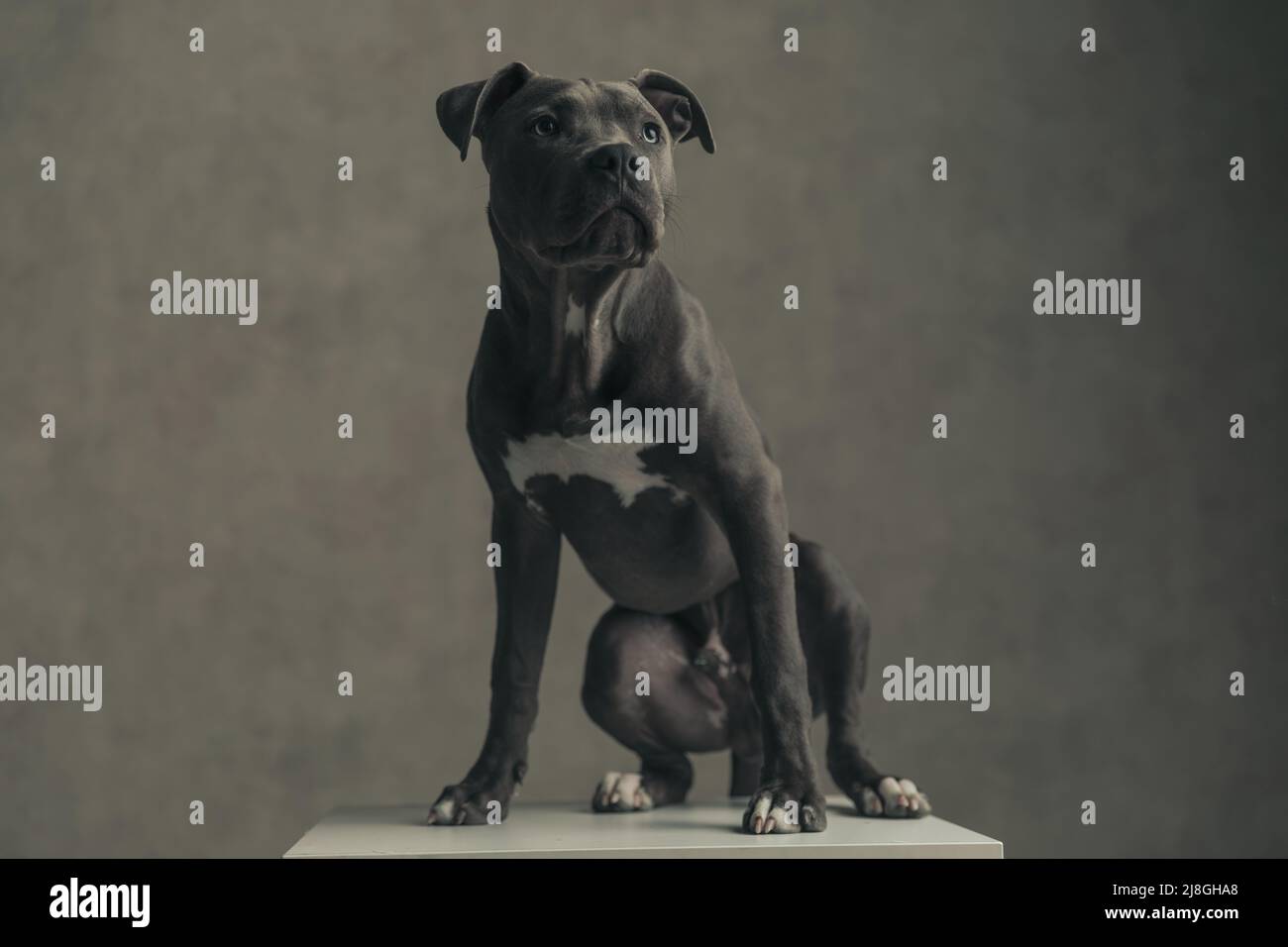 sweet American Staffordshire Terrier dog is looking away and sitting ...