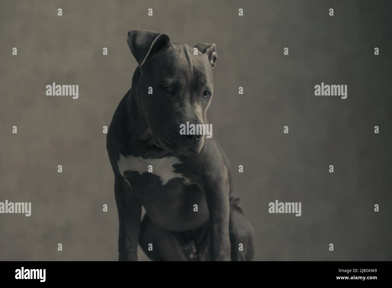 little American Staffordshire Terrier dog is crying, feeling sad and ...