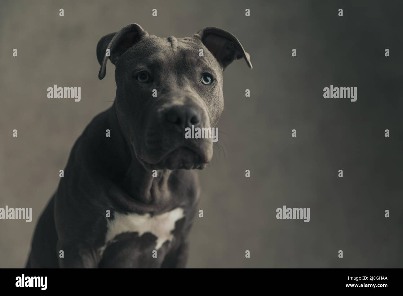 close up picture on a beautiful American Staffordshire Terrier dog ...