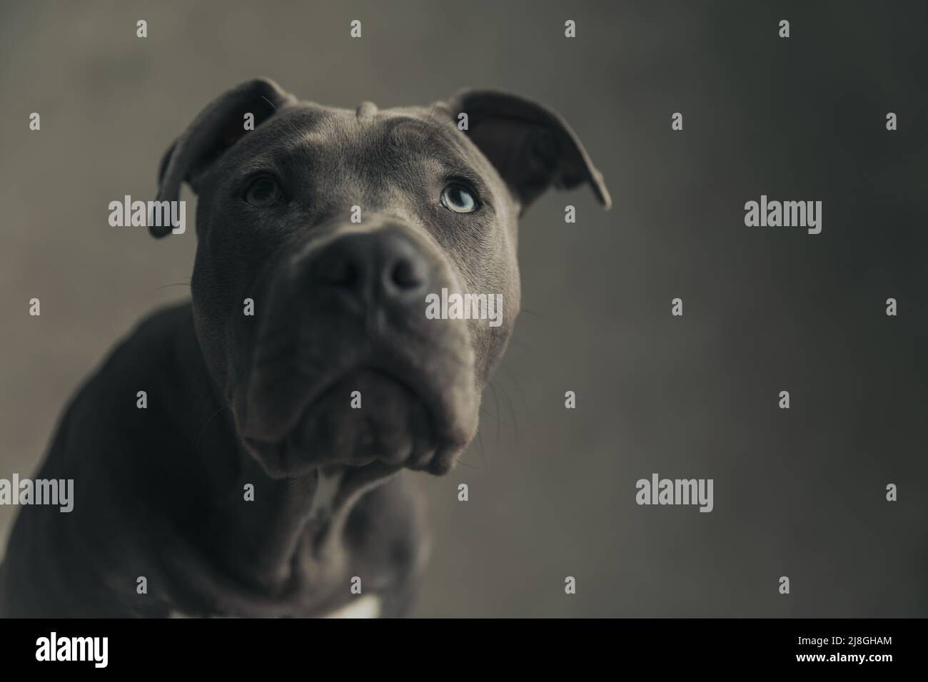 closeup on an American Staffordshire Terrier dog looking up and sitting ...