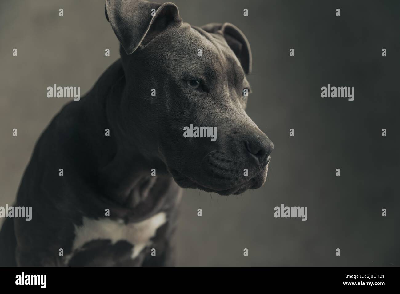close up picture of an American Staffordshire Terrier dog looking away ...
