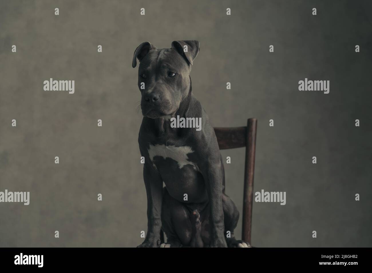 American Staffordshire Terrier dog is looking to side with a scared ...