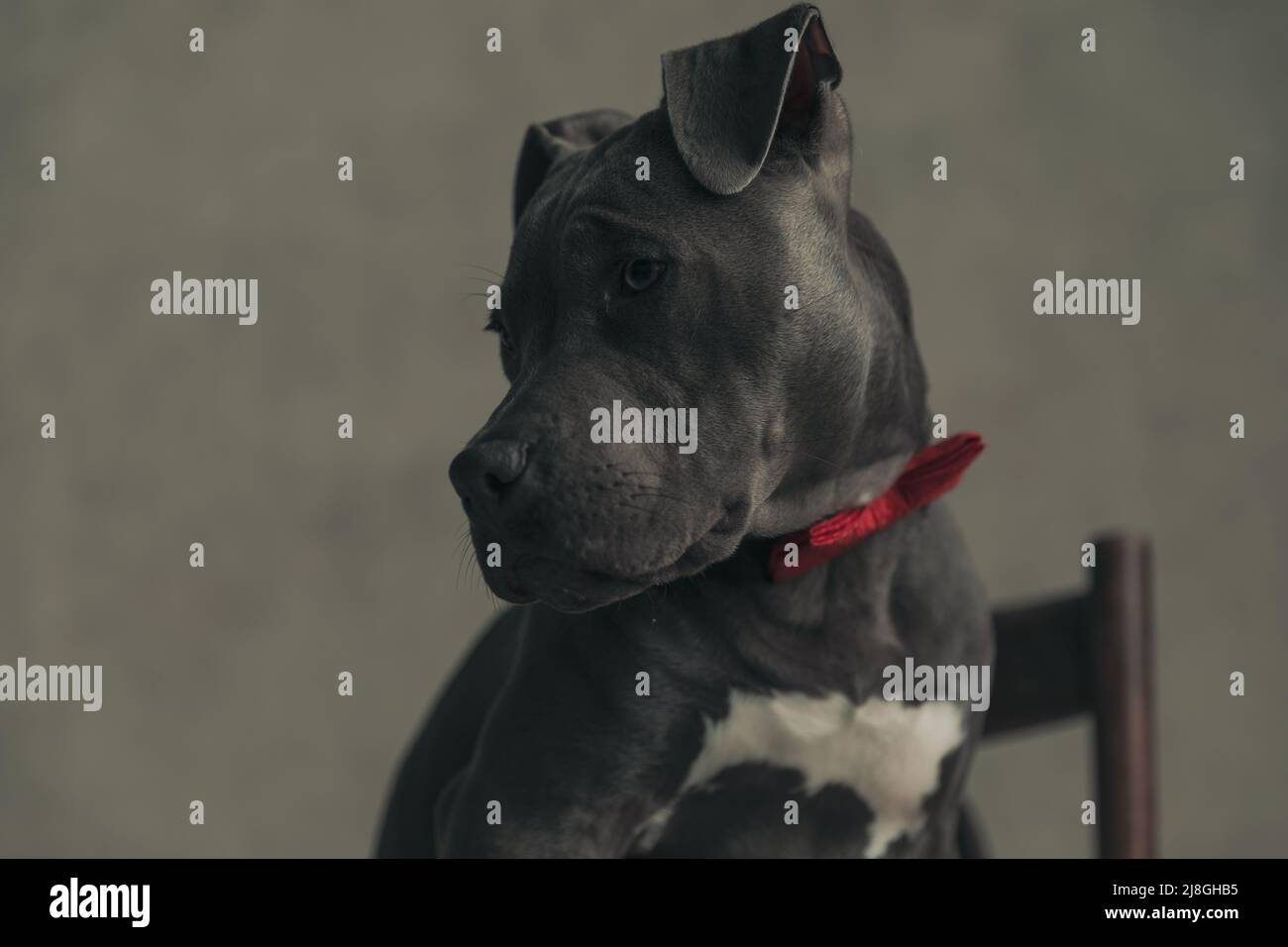 adorable American Staffordshire Terrier dog is looking to side and ...