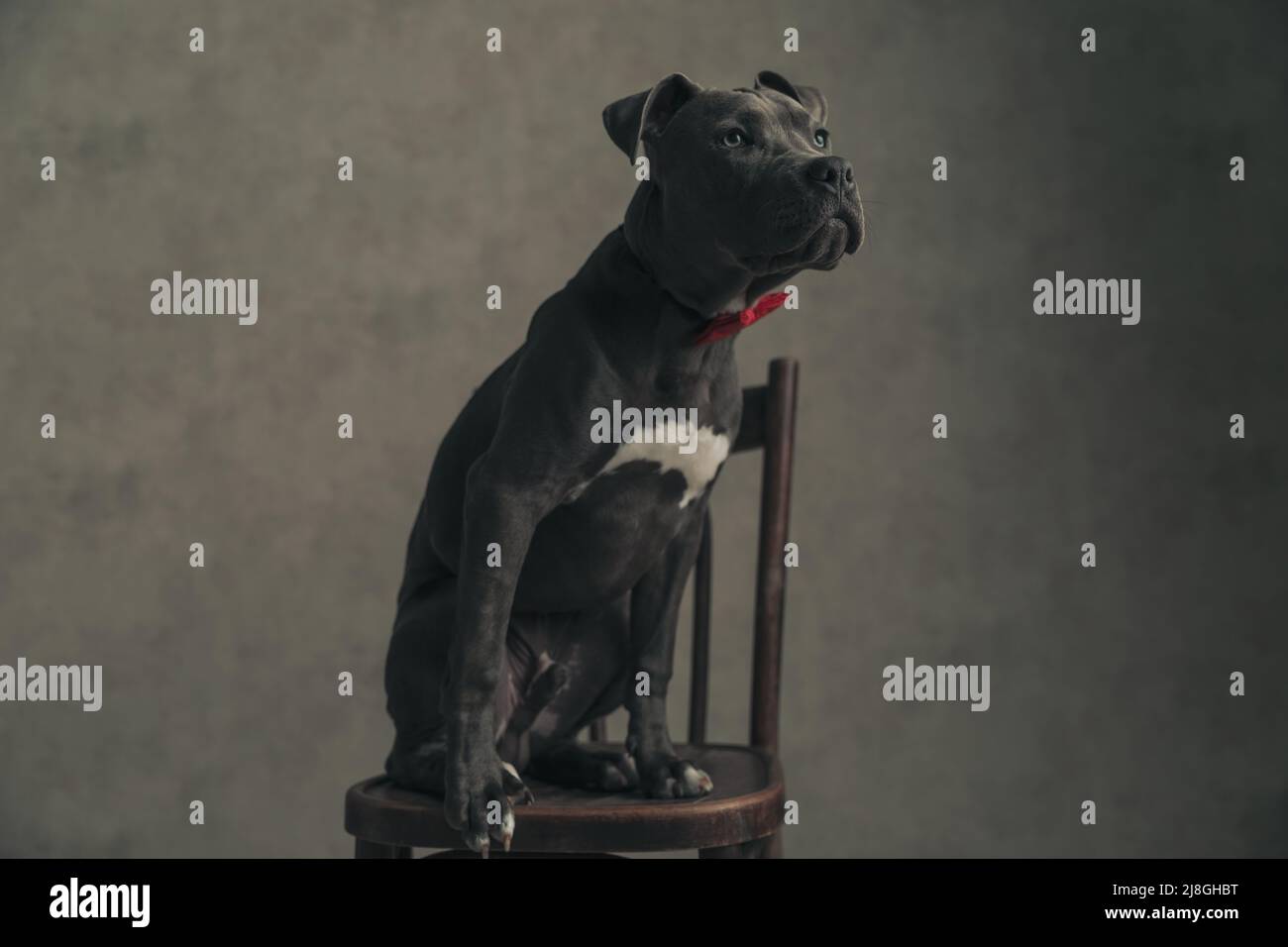 American Staffordshire Terrier dog is looking up at his owner, hoping ...