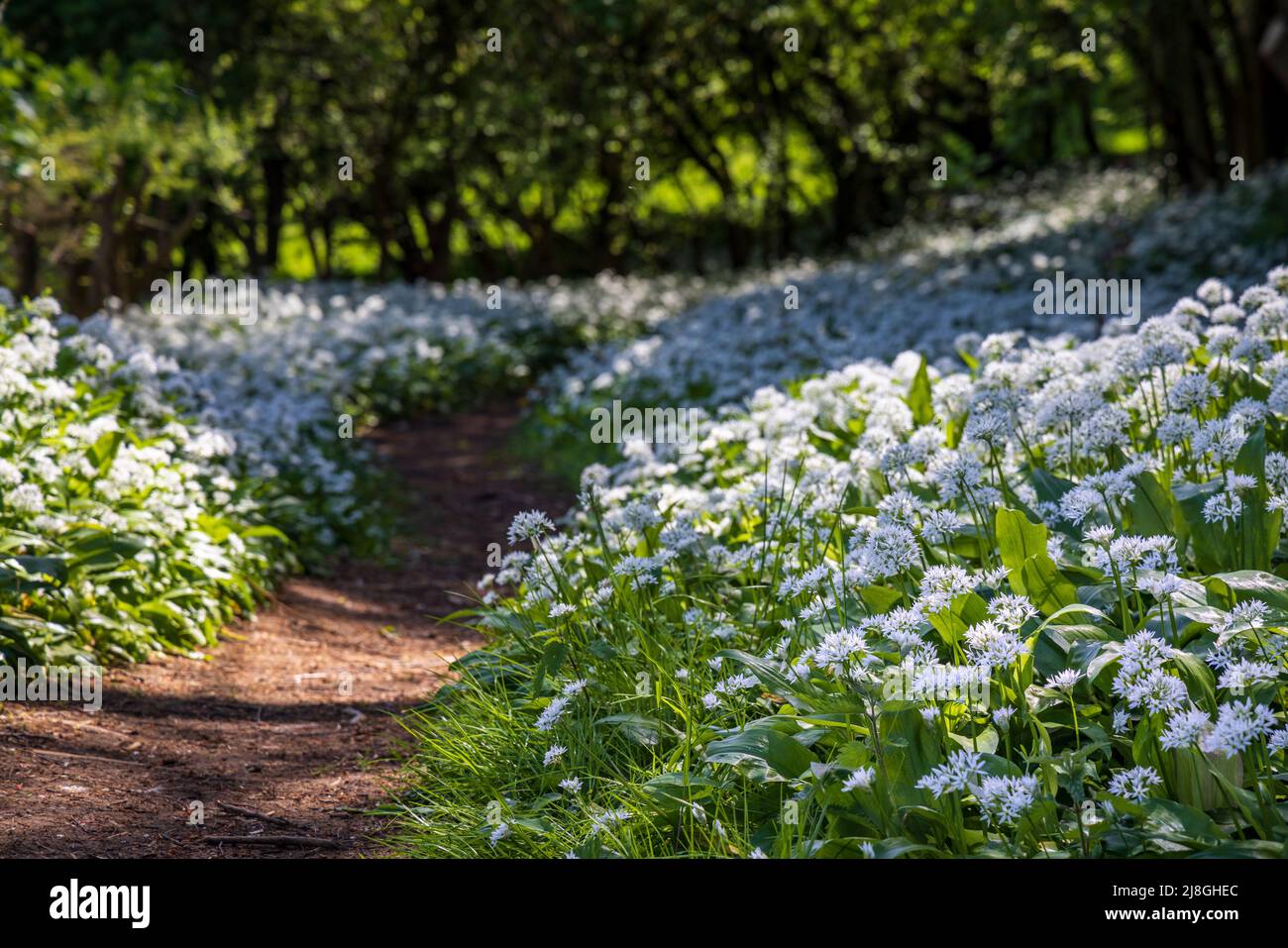 Wild Garlic growing in dappled shade in a Cotswold wood ...