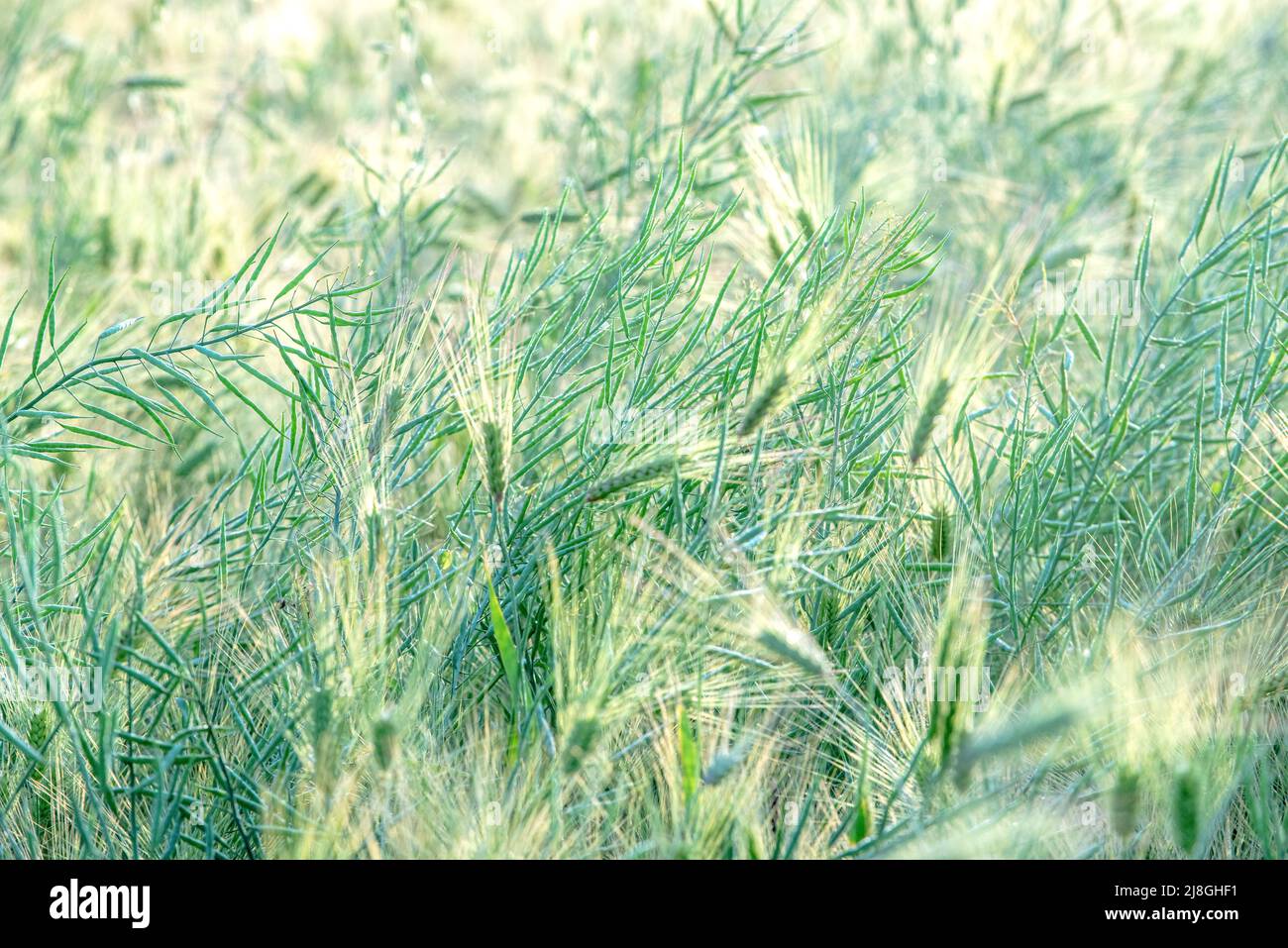 The beautiful green barley field in the early morning Stock Photo - Alamy