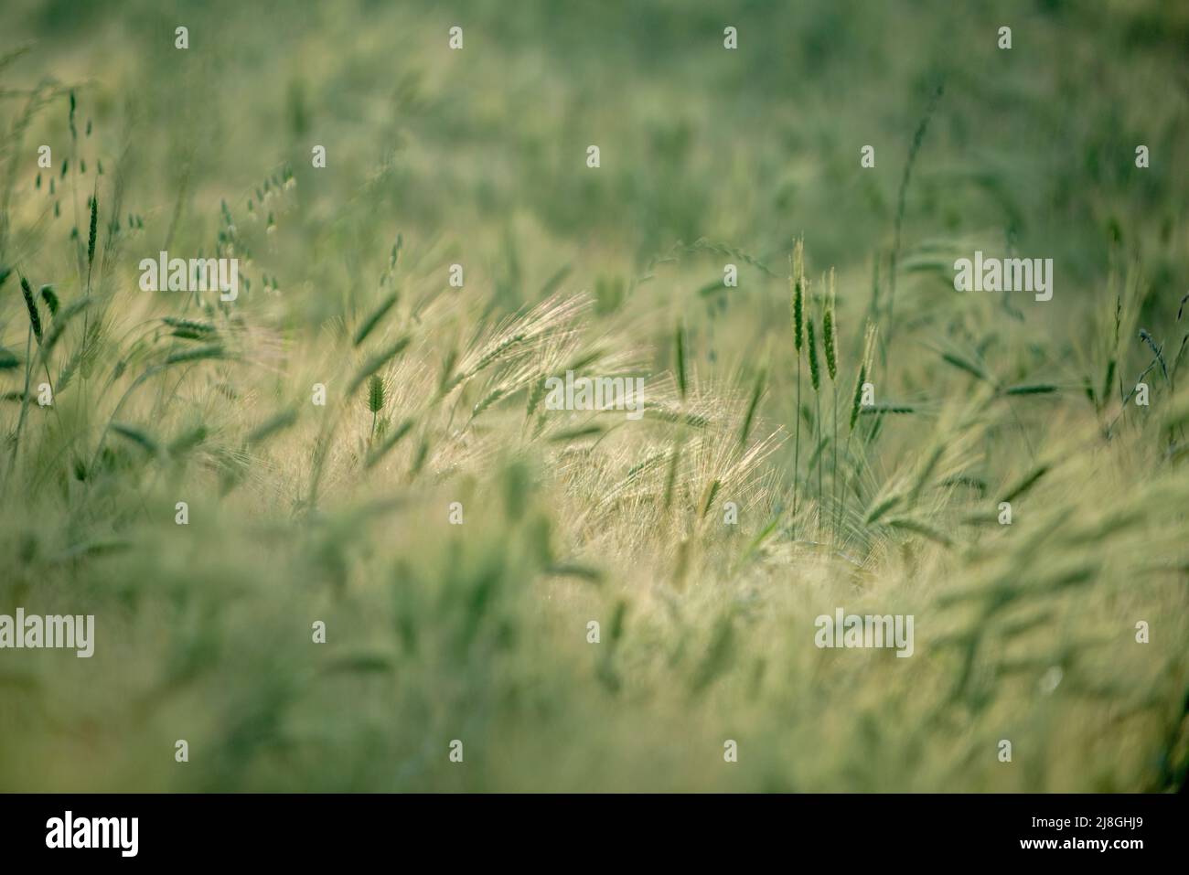 The beautiful green barley field in the early morning Stock Photo - Alamy