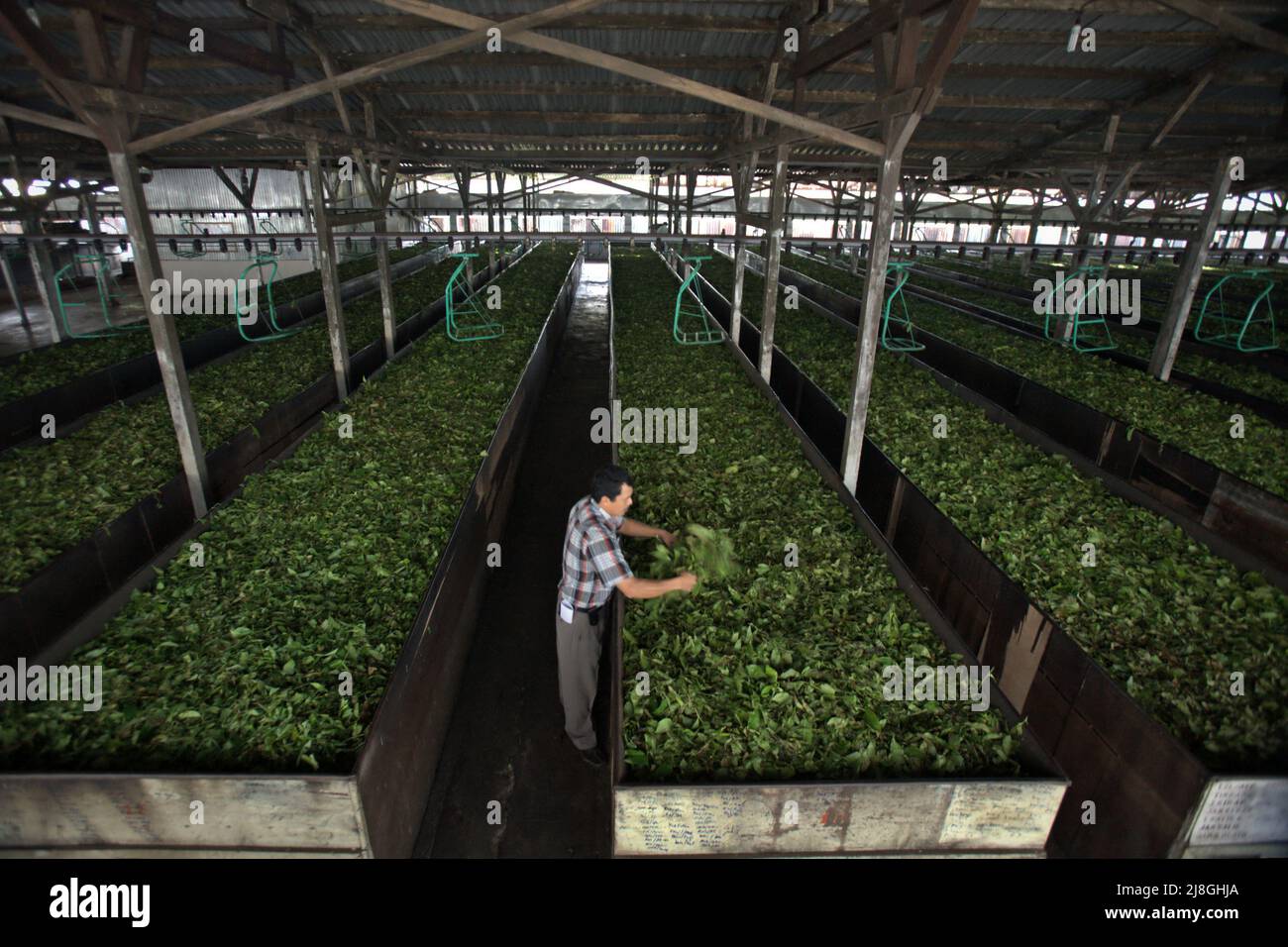A worker checking the quality of fresh tea leaves at Kayu Aro tea ...