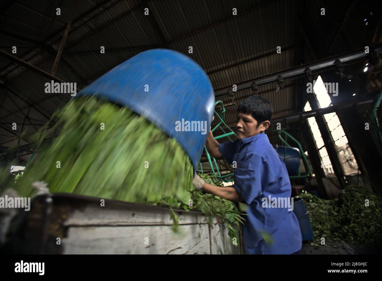 A worker pouring tea leaves during withering phase at Kayu Aro tea ...