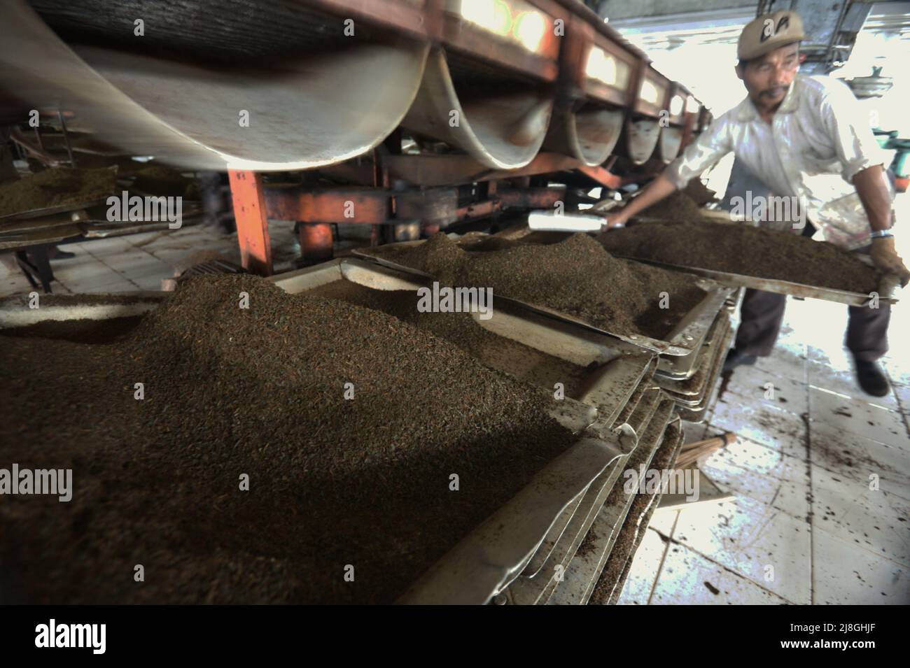 A worker carrying tea powder for fermentation phase at Kayu Aro tea ...