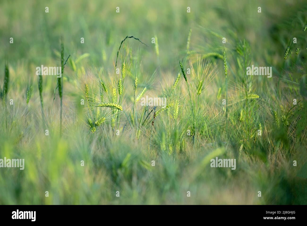 The beautiful green barley field in the early morning Stock Photo - Alamy