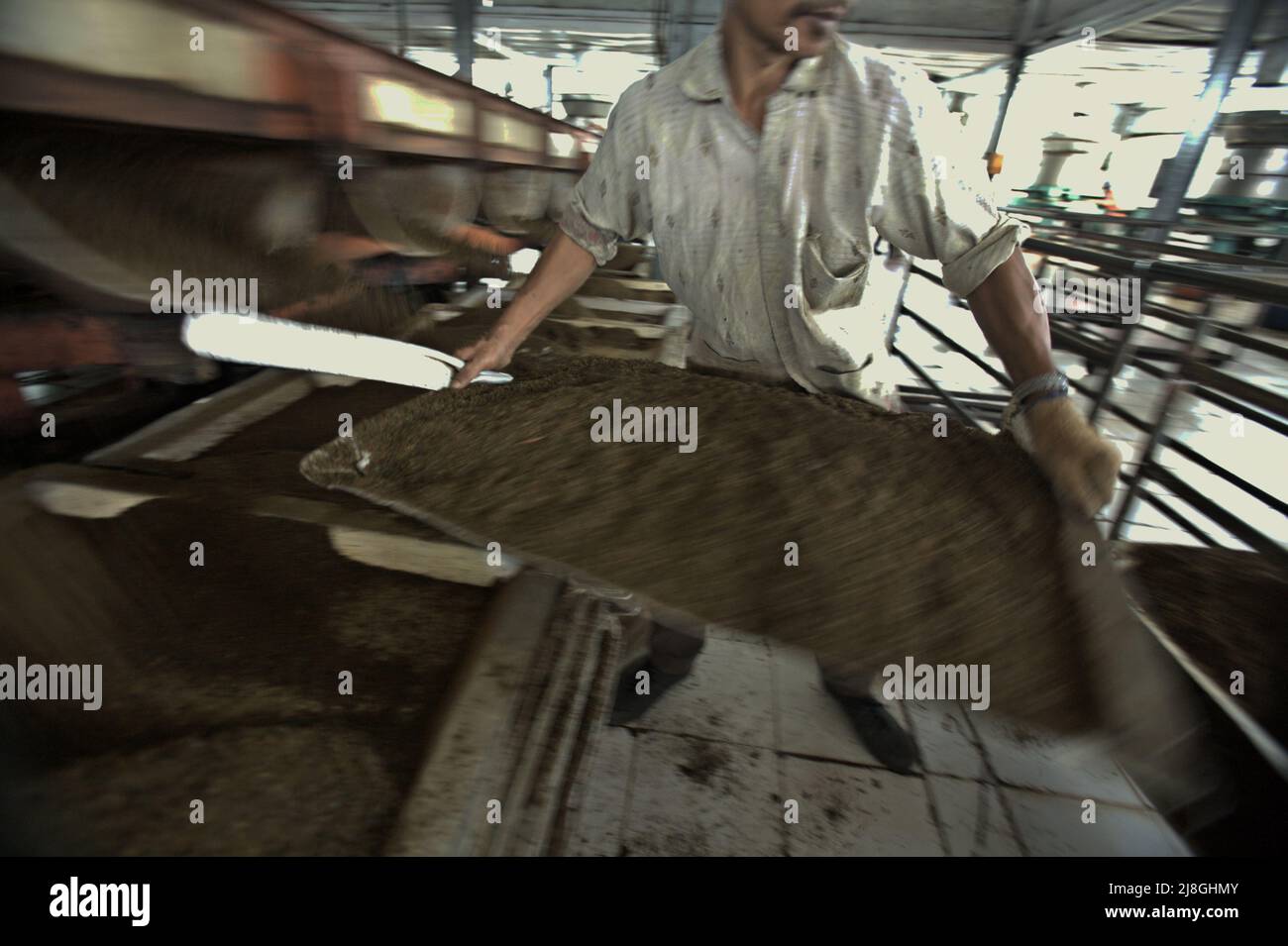 A worker carrying tea powder for fermentation phase at Kayu Aro tea ...