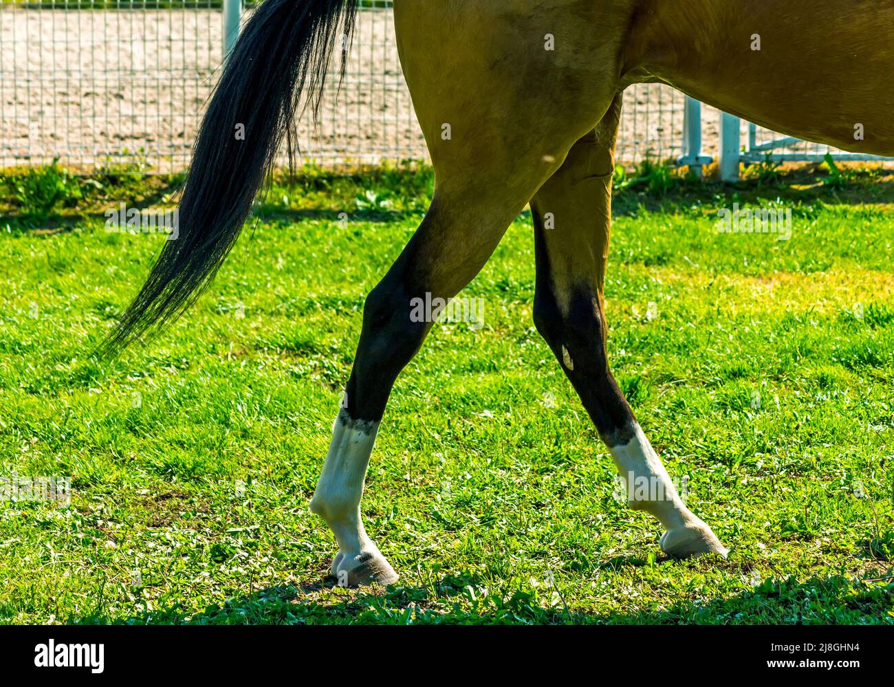 Horse legs close up walking on the grass Stock Photo - Alamy
