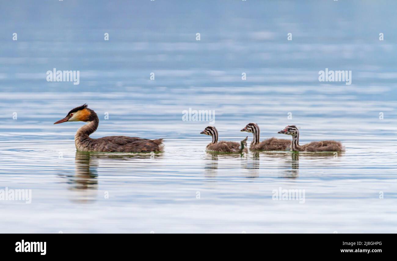 Grebe babies hi-res stock photography and images - Alamy