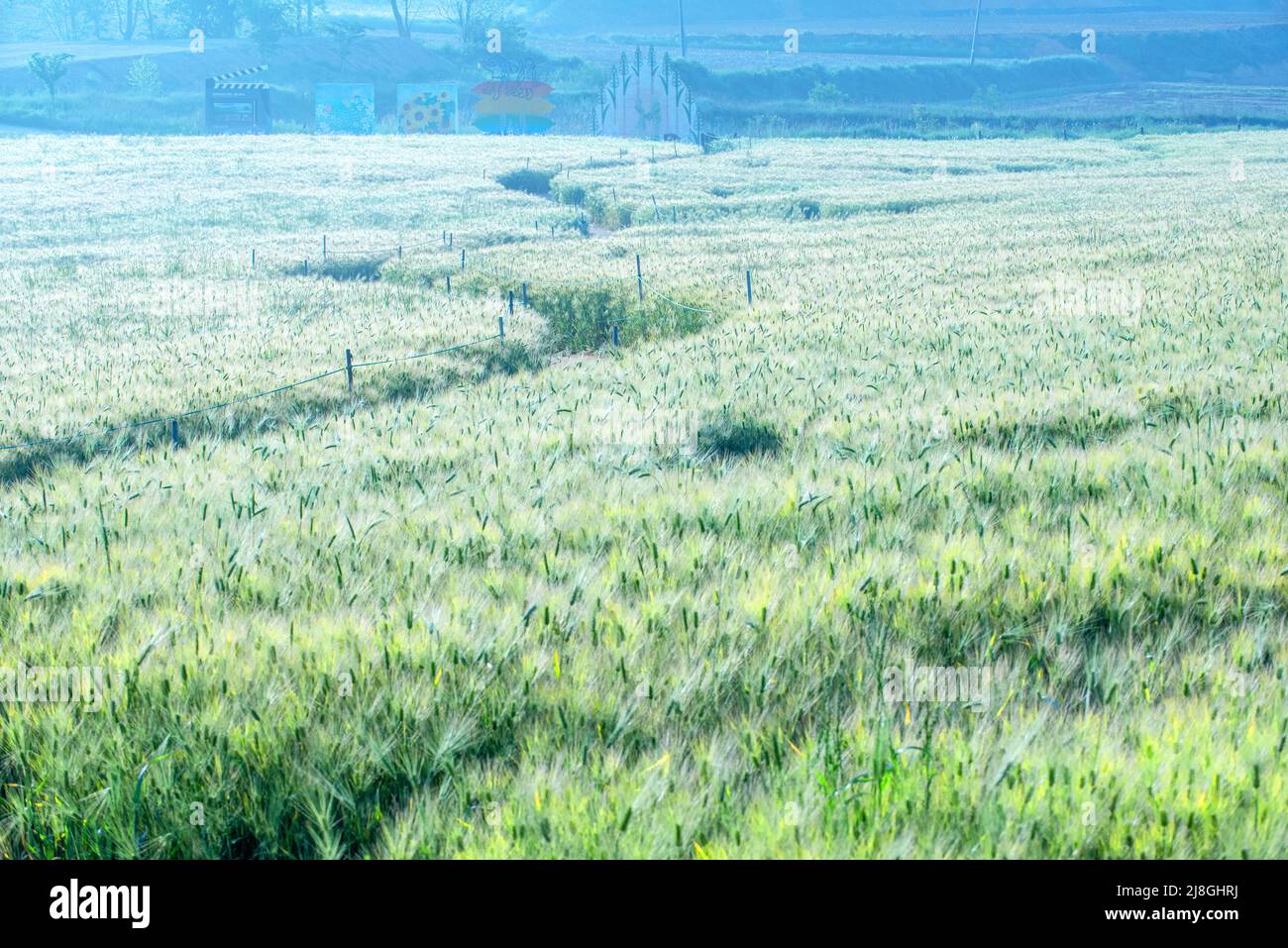 The beautiful green barley field in the early morning Stock Photo - Alamy