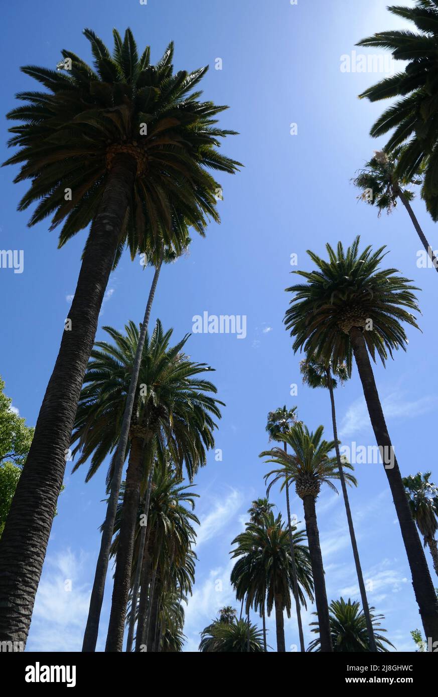 304 s palm drive hi-res stock photography and images - Alamy