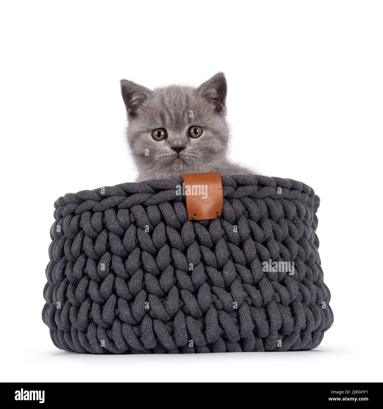 Adorable blue British Shorthair cat kitten, sitting in handmade knitten ...