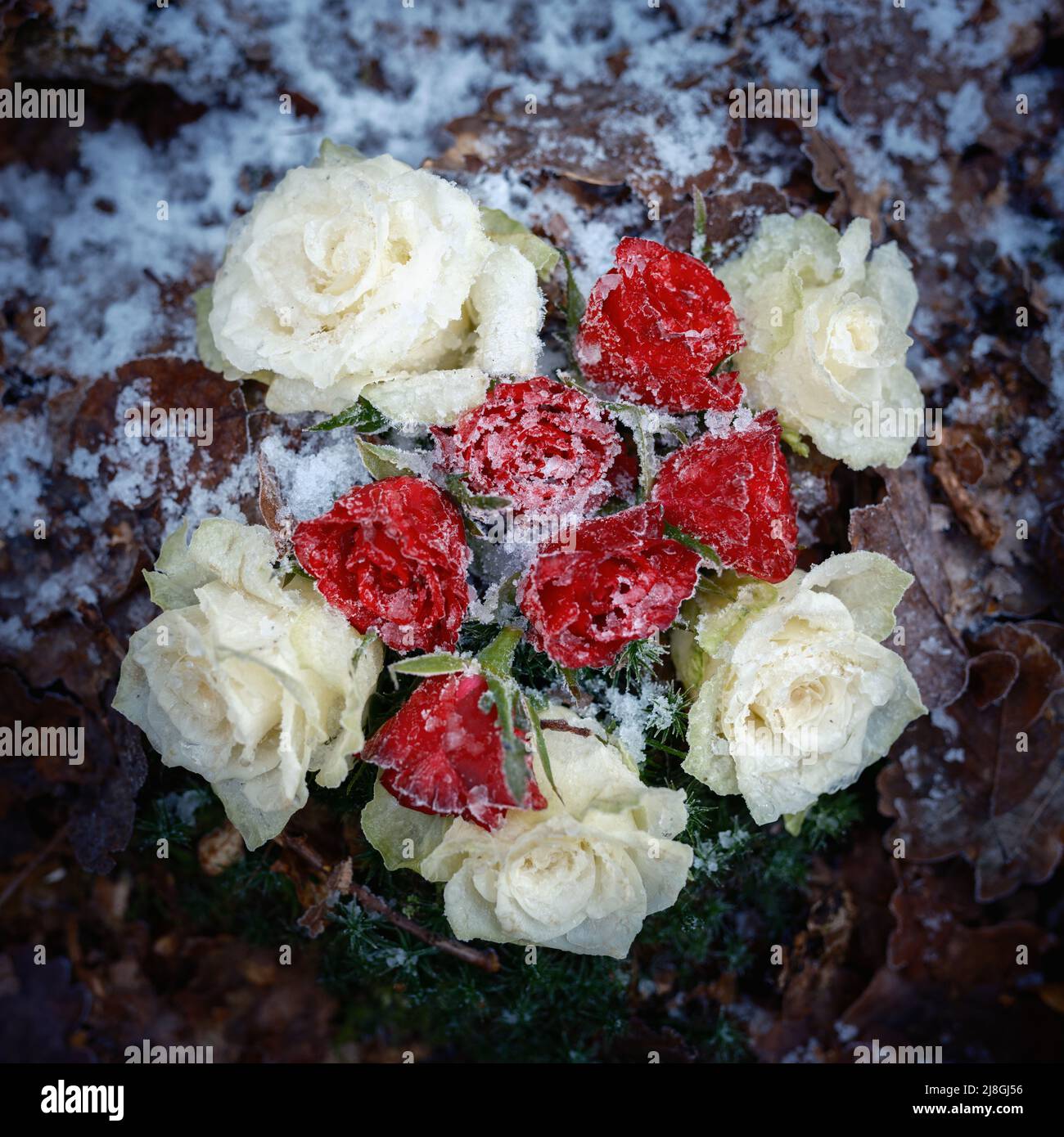 Frozen roses with ice crystals on them on a graveyard Stock Photo - Alamy