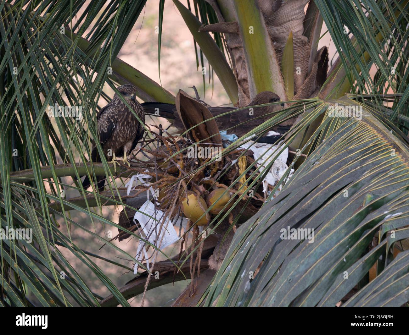 Two kite in their nest they used masks for nest in Mumbai state ...