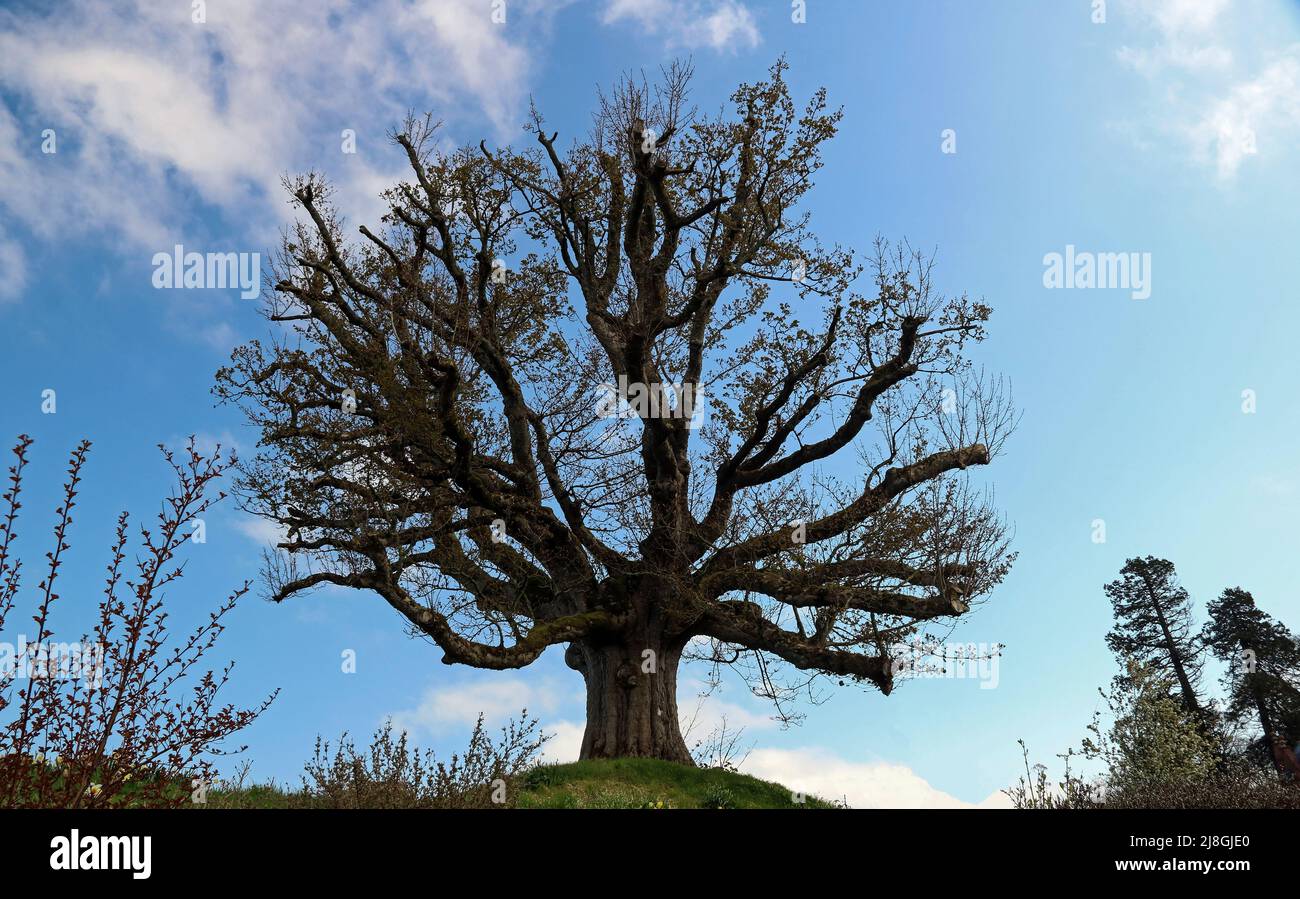 Ancient sycamore tree in a country estate in springtime Stock Photo - Alamy
