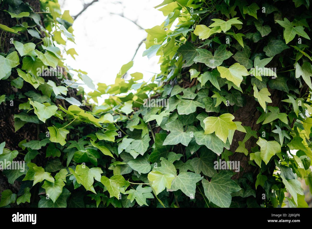 Tree vine texture hi-res stock photography and images - Alamy