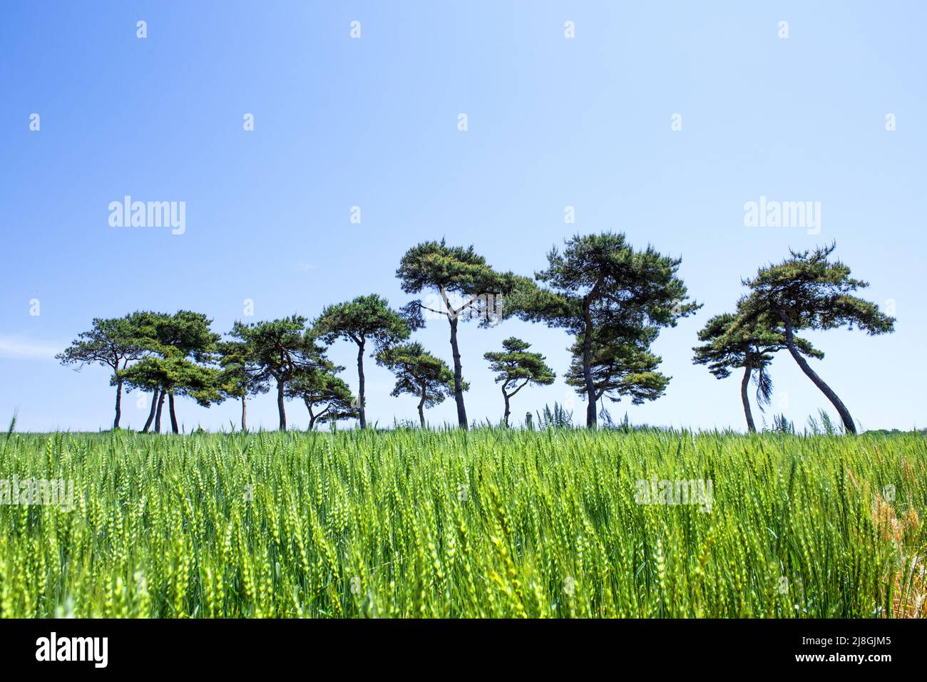 The beautiful fine tree forest around green barley field Stock Photo ...